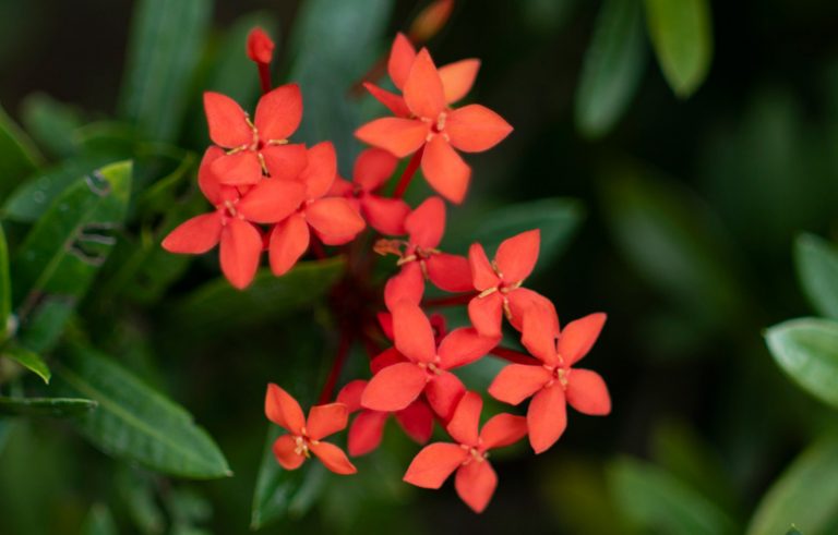 Tiny-red-flower-cluster-01 | Soltara Healing Center