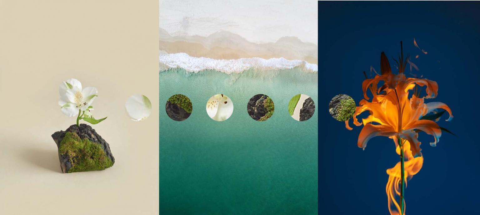 Continue your plant medicine retreat journey online with Nectara ...